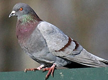 Doves and Pigeons | Oregon Department of Fish & Wildlife