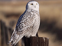 Owls | Oregon Department of Fish & Wildlife