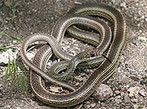 Snakes | Oregon Department of Fish & Wildlife