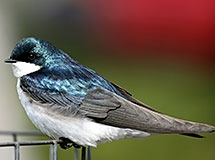 Swallows and Martins | Oregon Department of Fish & Wildlife