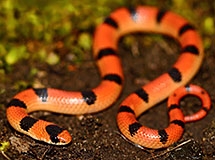 Snakes | Oregon Department of Fish & Wildlife