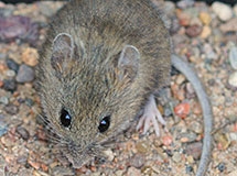 Rats and Mice | Oregon Department of Fish & Wildlife