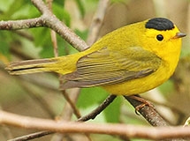 Warblers | Oregon Department of Fish & Wildlife