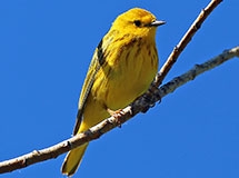 Warblers | Oregon Department of Fish & Wildlife