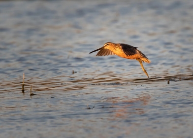 Wildlife Viewing - Central Zone | Oregon Department of Fish & Wildlife