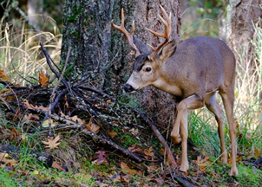 Wildlife Viewing - Northwest Zone | Oregon Department of Fish & Wildlife