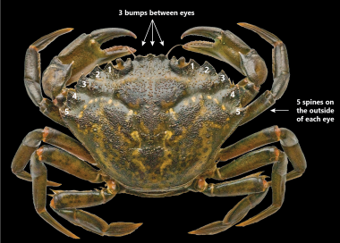 Start crabbing | Oregon Department of Fish & Wildlife