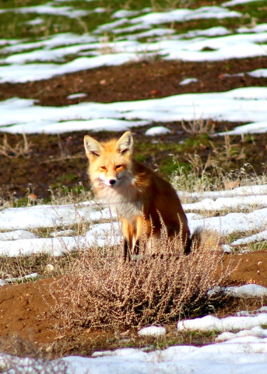 Wildlife Viewing - Willamette Zone | Oregon Department of Fish & Wildlife
