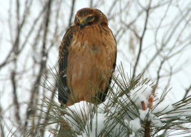 Wildlife Viewing - Southeast Zone | Oregon Department of Fish & Wildlife