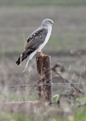 Wildlife Viewing - Southeast Zone | Oregon Department of Fish & Wildlife