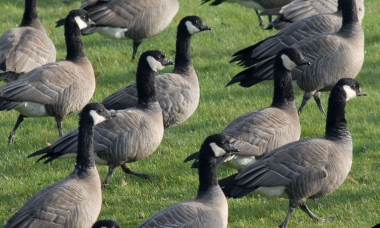 How to Hunt Mourning Dove | Oregon Department of Fish & Wildlife