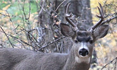 Licensing Info | Oregon Department of Fish & Wildlife