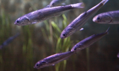 Species | Oregon Department of Fish & Wildlife