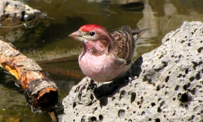 Finches, Grosbeaks and House Sparrows Bird Watching in Oregon | ODFW