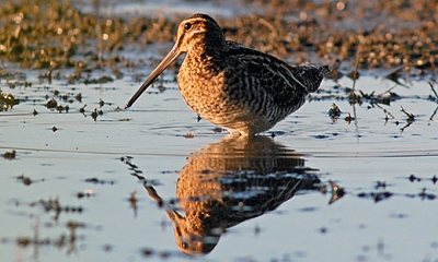 Shore Birds Bird Watching in Oregon | ODFW