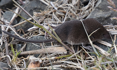 Difference Between Shrew And Vole