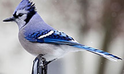 Blue jay | Oregon Department of Fish & Wildlife