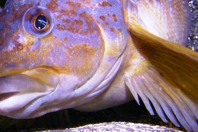 Greenling | Oregon Department of Fish & Wildlife