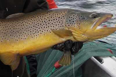 Brown trout | Oregon Department of Fish & Wildlife