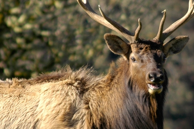 Roosevelt elk | Oregon Department of Fish & Wildlife