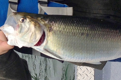 American shad | Oregon Department of Fish & Wildlife