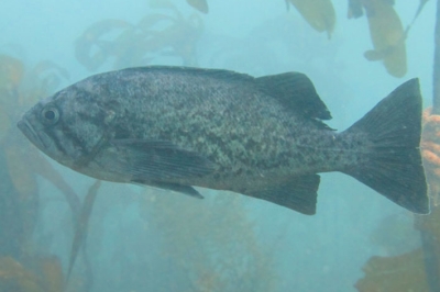 Blue rockfish | Oregon Department of Fish & Wildlife