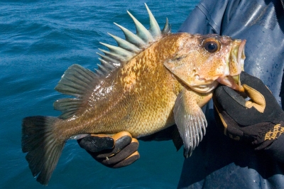 Rockfish Identification Tips | Oregon Department of Fish & Wildlife