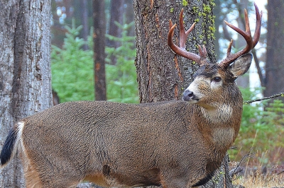 Deer | Oregon Department of Fish & Wildlife