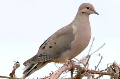 How to Hunt Mourning Dove | Oregon Department of Fish & Wildlife