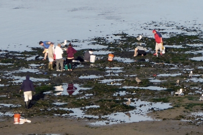 How to Bay Clam | Oregon Department of Fish & Wildlife