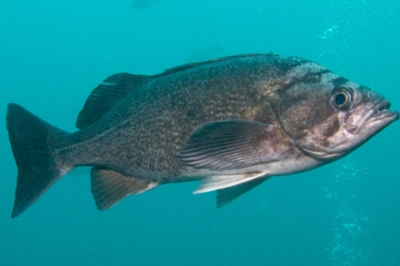 Deacon rockfish | Oregon Department of Fish & Wildlife