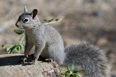 Western gray squirrel | Oregon Department of Fish & Wildlife