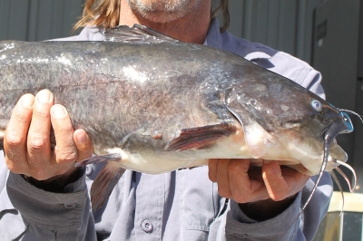 Brown bullhead | Oregon Department of Fish & Wildlife