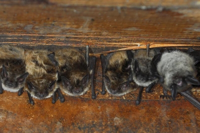 Help Oregon's bats with a bat-friendly home | Oregon Department of Fish ...