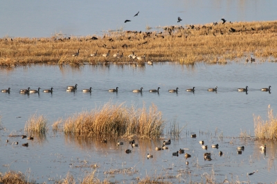 Oregon Department of Fish & Wildlife