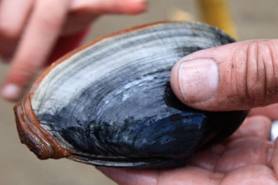 Softshell clam | Oregon Department of Fish & Wildlife