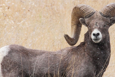 California bighorn sheep | Oregon Department of Fish & Wildlife
