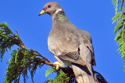 Band-tailed pigeon | Oregon Department of Fish & Wildlife