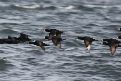 Scoters | Oregon Department of Fish & Wildlife
