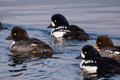 Goldeneyes | Oregon Department of Fish & Wildlife