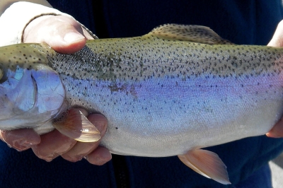 Coastal rainbow trout | Oregon Department of Fish & Wildlife
