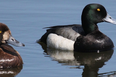 Scaup | Oregon Department of Fish & Wildlife