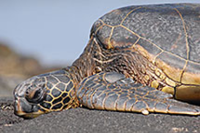 California bighorn sheep | Oregon Department of Fish & Wildlife