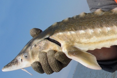 Sturgeon | Oregon Department of Fish & Wildlife