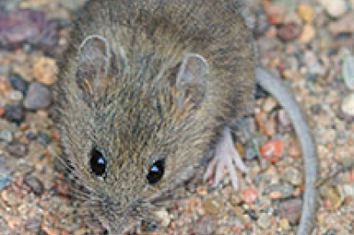 California bighorn sheep | Oregon Department of Fish & Wildlife