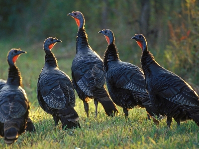 Species | Oregon Department of Fish & Wildlife