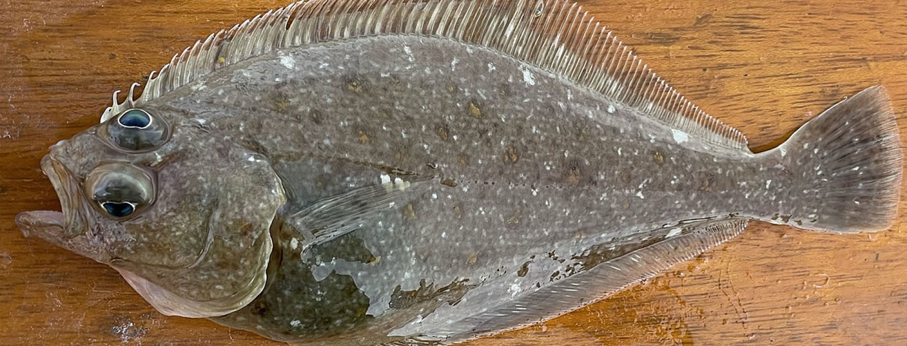 starry flounder taste